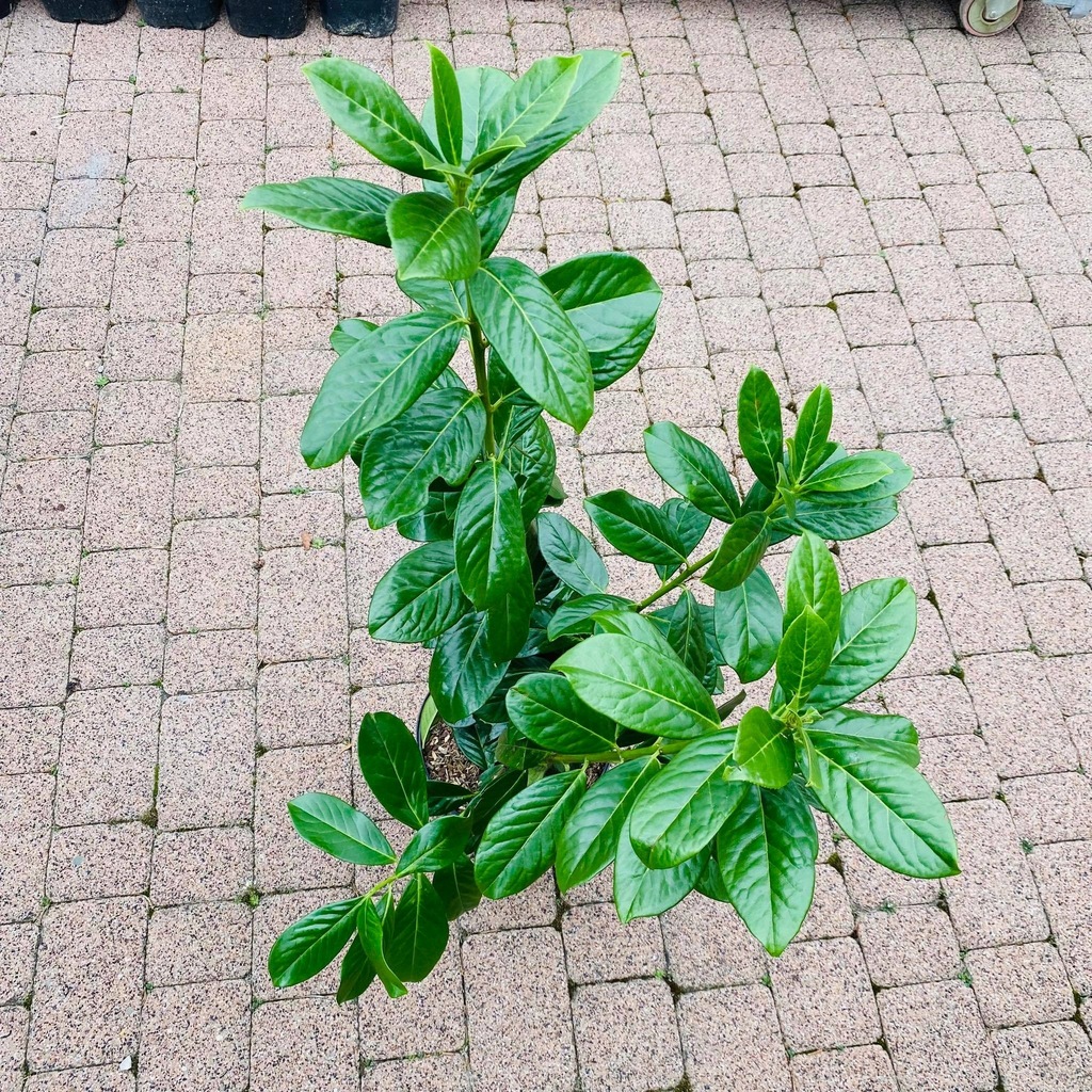 Laurowiśnia wschodnia NOVITA -duża sadzonka - 13514404650 - oficjalne ...