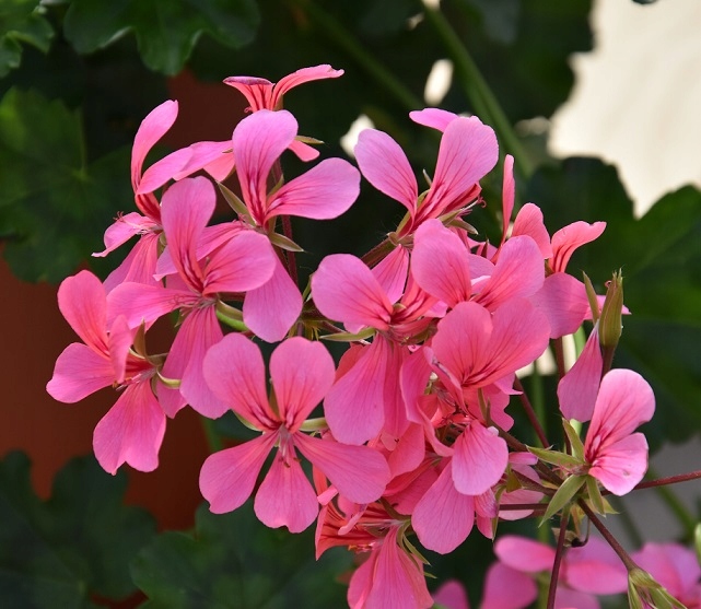 Pelargonia ZWISAJĄCA peltatum Super Cascade ROSE - 12953635479 ...