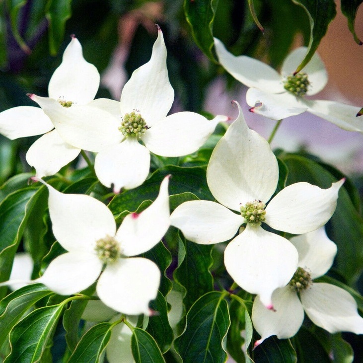 Dereń kousa ROBERT'S SELECT obficie długo KWITNIE szczepiony - 15124414128 - oficjalne archiwum ...