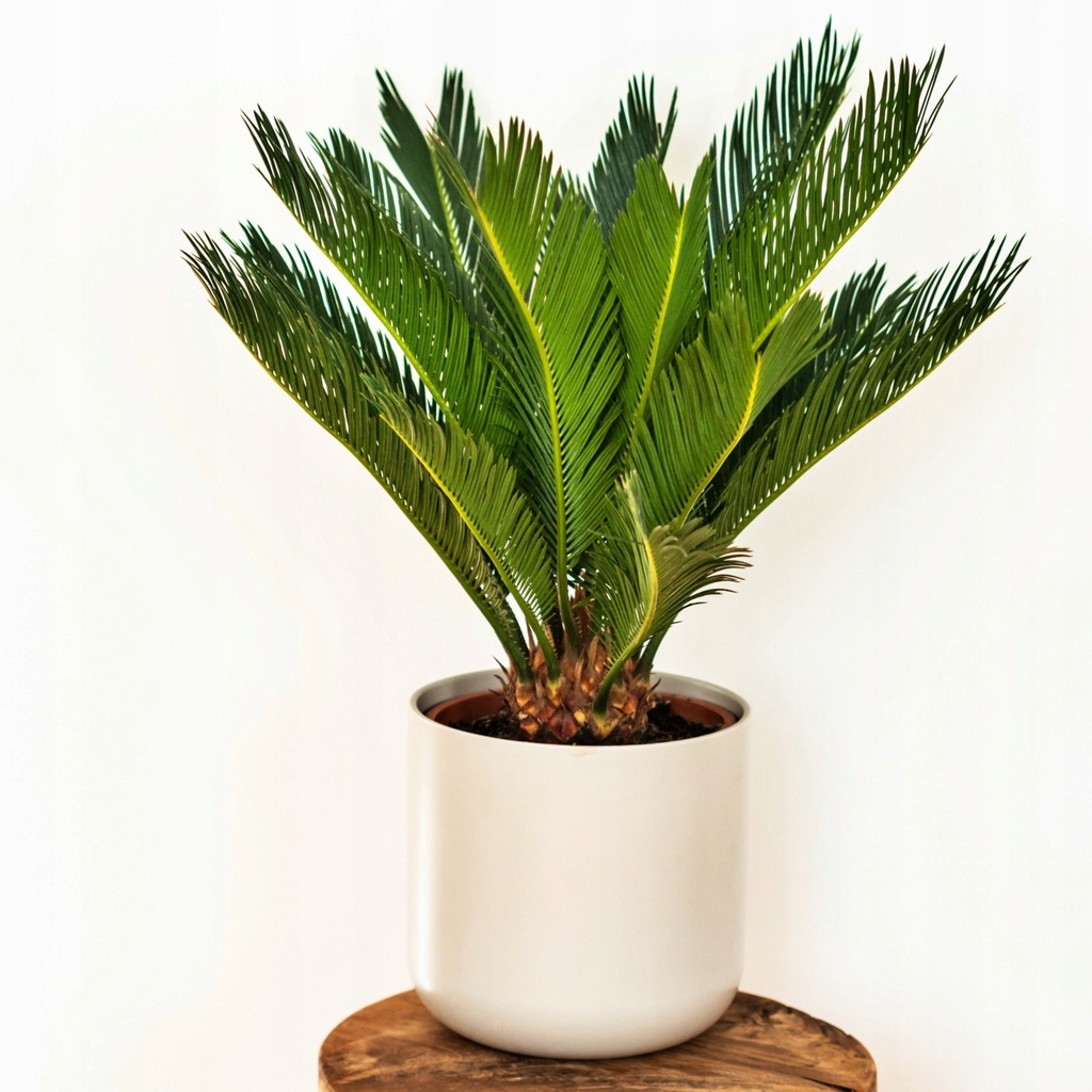 SAGOWIEC CYKAS PALMA DO DOMU I NA TARAS SADZONKA MAŁA SADZONKA W DONICY ...