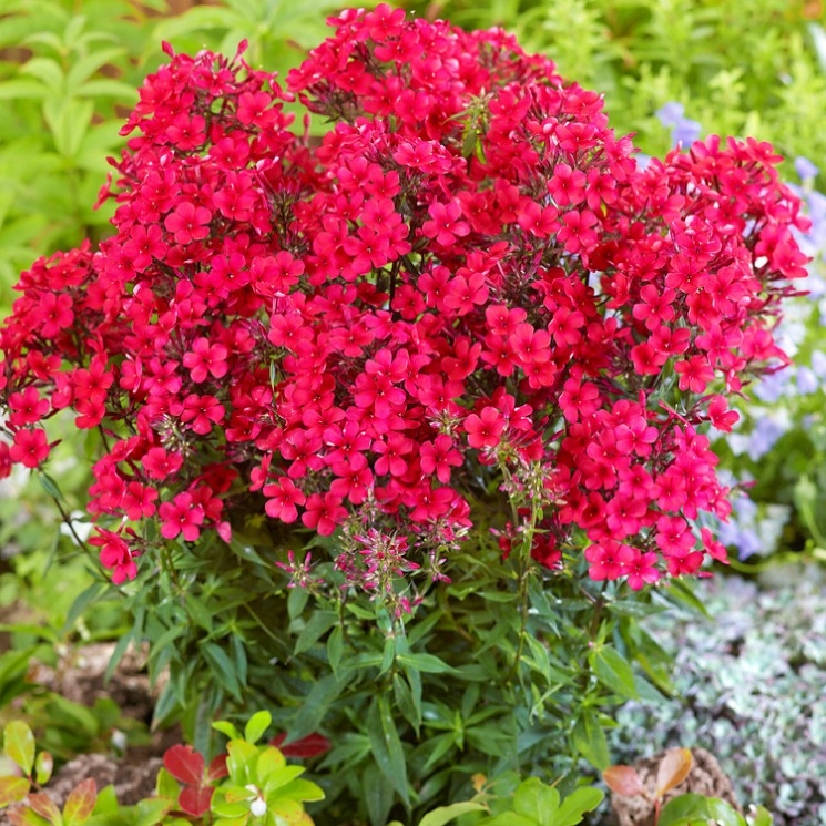 FLOKS WIECHOWATY 'FLAME RED' różowo - czerwony duża sadzonka XL ...