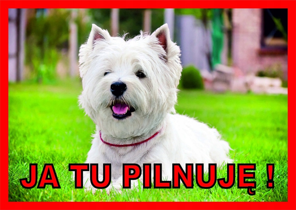 Tabliczka JA TU PILNUJĘ! ostrzegawcza West Terrier - 11896808101 ...