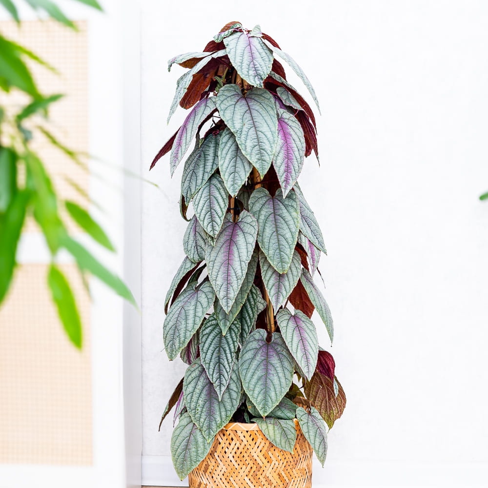 Cissus Discolor 'Violet Vine' Różnobarwny Podłużne SERCOWATE Liście ...