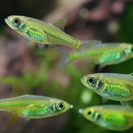 Ryba Rasbora kubotai - Microrasbora kubotai Zielona - 14664896673 ...