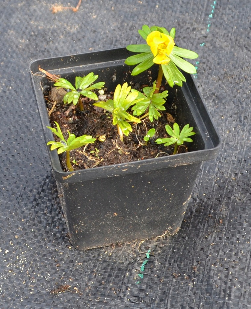 Rannik Zimowy Pierwszy w Ogrodzie Sadzonki - 13422336929 - oficjalne ...