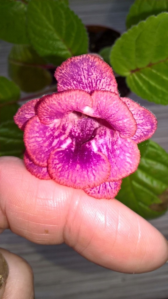 Sinningia MG's Painted Orange-duża bulwa - 13137682989 - oficjalne ...