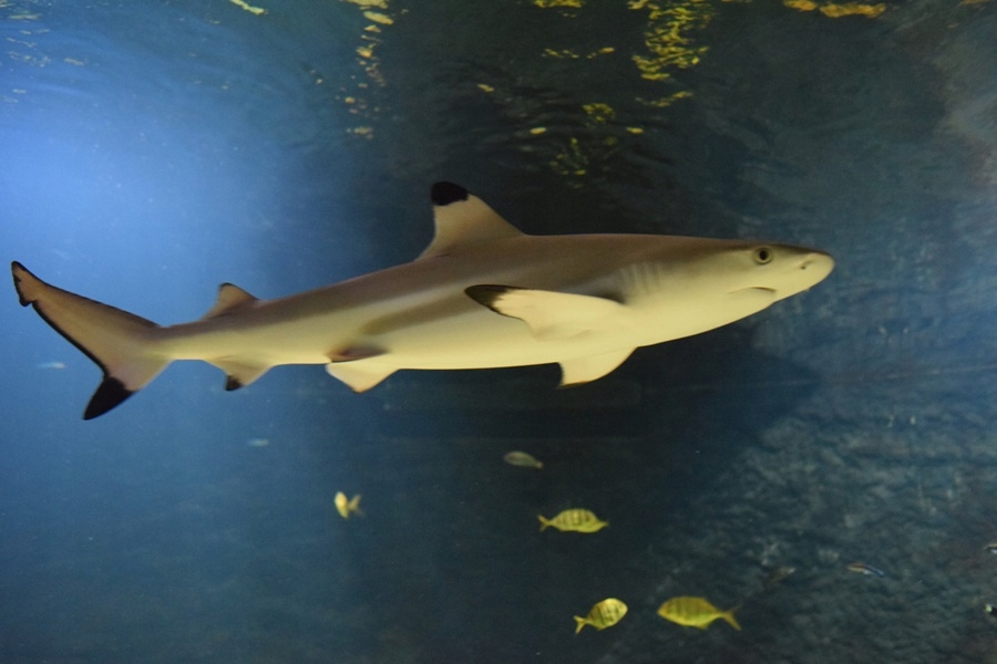 Puść oko do rekina - 11566777859 - oficjalne archiwum Allegro