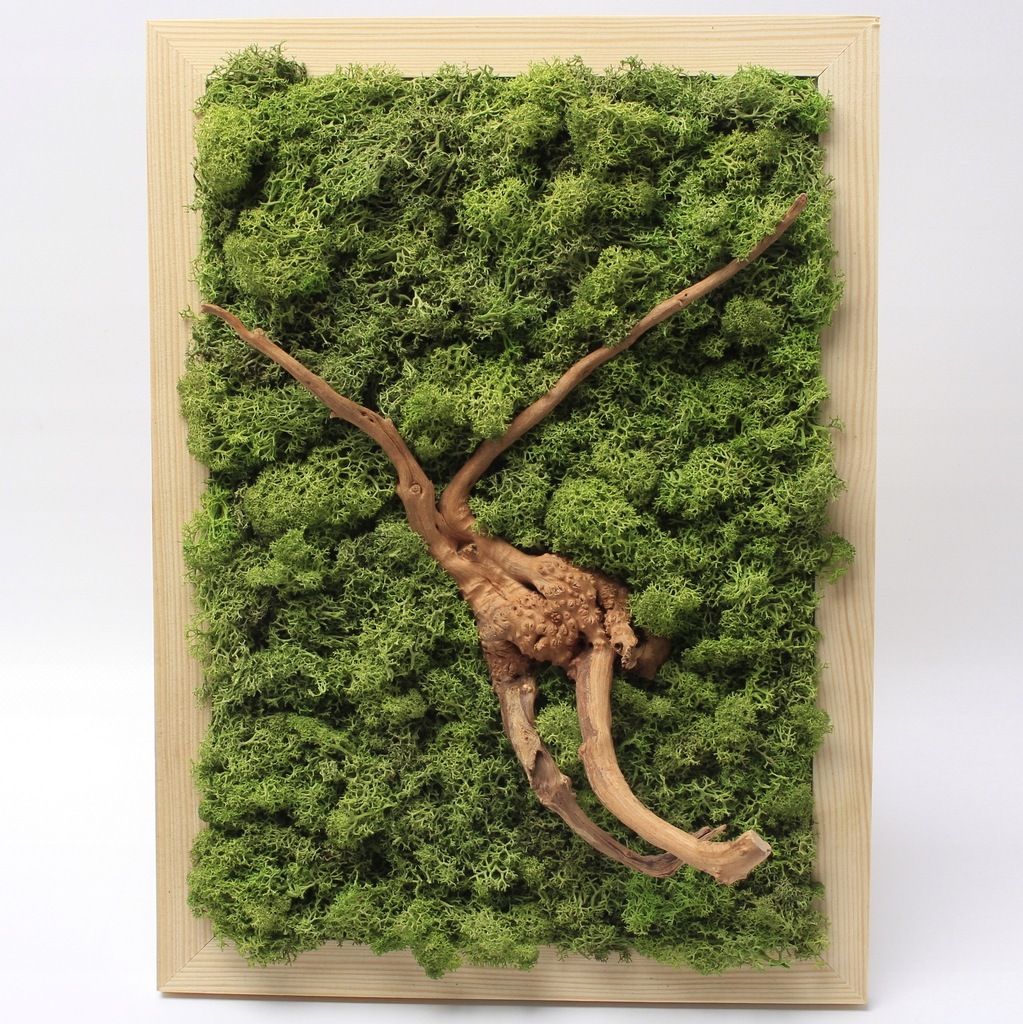 Żywy obraz z mchu chrobotek i drewna 33x24cm DY112 - 13323539476 ...