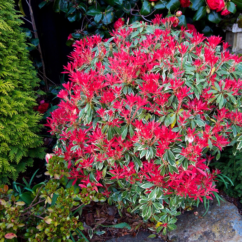 NIE ZRZUCA LIŚCI NA ZIMĘ~~PIERIS FLAMING SILVER - 13502437572 ...