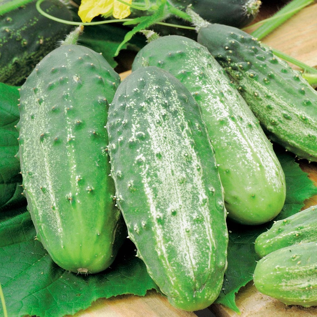 Ogórek Julian F1 średnio wczesny nasiona warzyw - 11535363669 ...