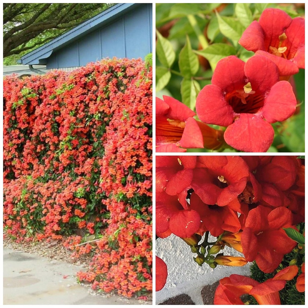 Milin amerykański Flamenco Wyjątkowe Pnącze - 13639917468 - oficjalne archiwum Allegro