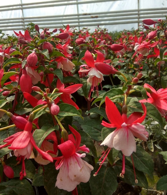 Fuksja stojąca Fuchsia Shadow Dancer Anna - 13162299505 - oficjalne archiwum Allegro