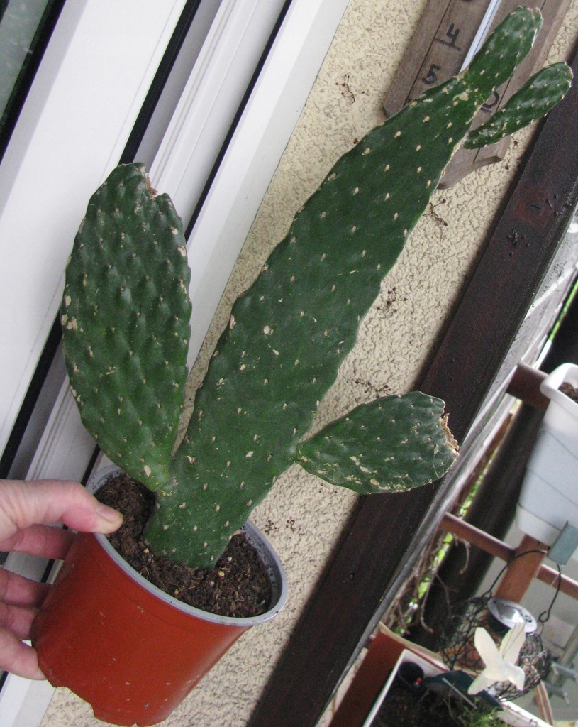 Opuncja consolea rubescens-Opuntia Rubescens - 12672446884 - oficjalne ...