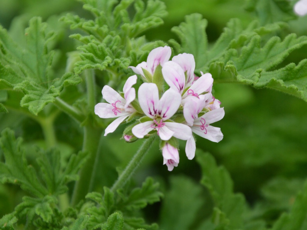 Geranium sadzonka - roślina lecznicza sadzonka P9 - 12619493413 ...
