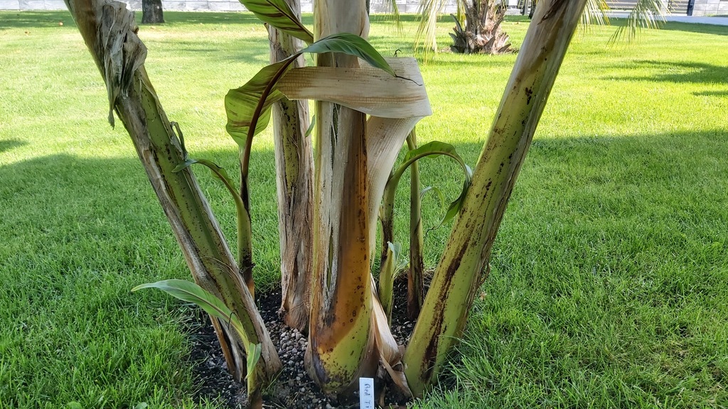 BANANOWIEC BANAN MUSA SIKKIMENSIS RED TIGER KĘPA - 12601615650 ...