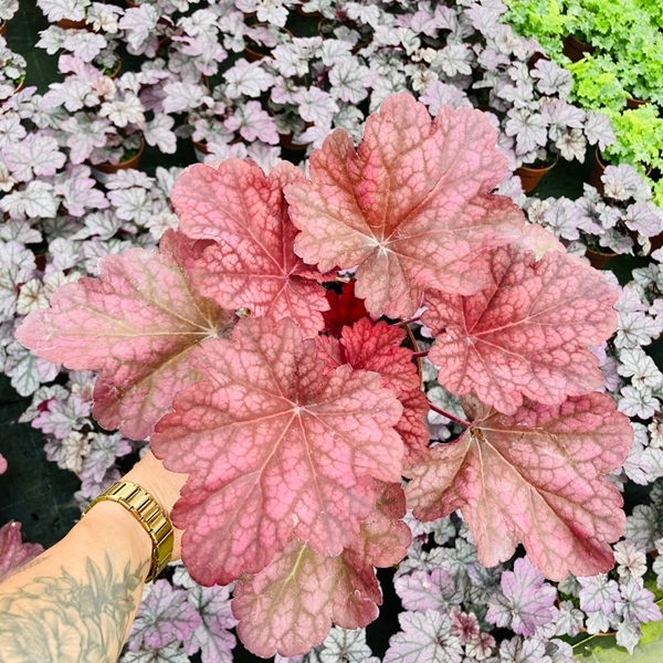 Żurawka ogrodowa ' Berry Smoothie ' - Heuchera - 13976325083 ... Żurawka ogrodowa ' Berry Smoothie ' - Heuchera - 13976325083 ...