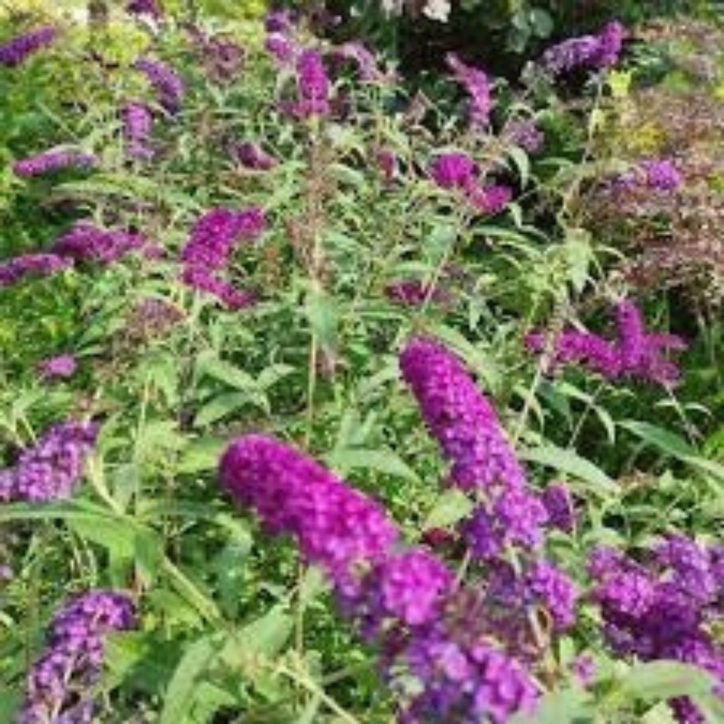 Budleja Dawida Fastinating sadzonka w doniczce - 12771843043 - oficjalne archiwum Allegro