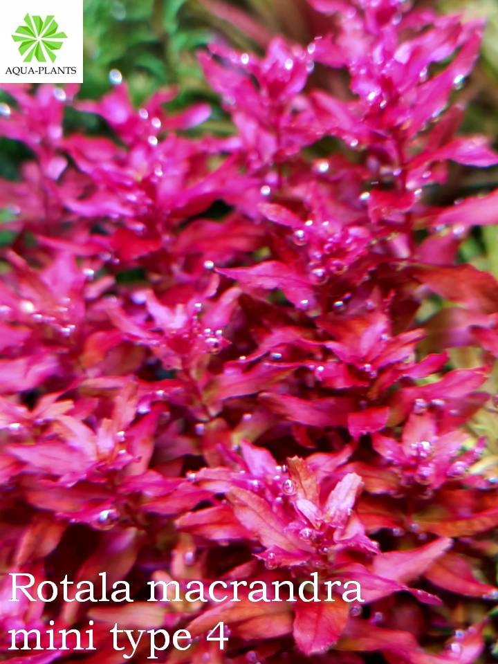 Rotala macrandra mini type 4 hodowla podwodna - 12660305593 - oficjalne ...