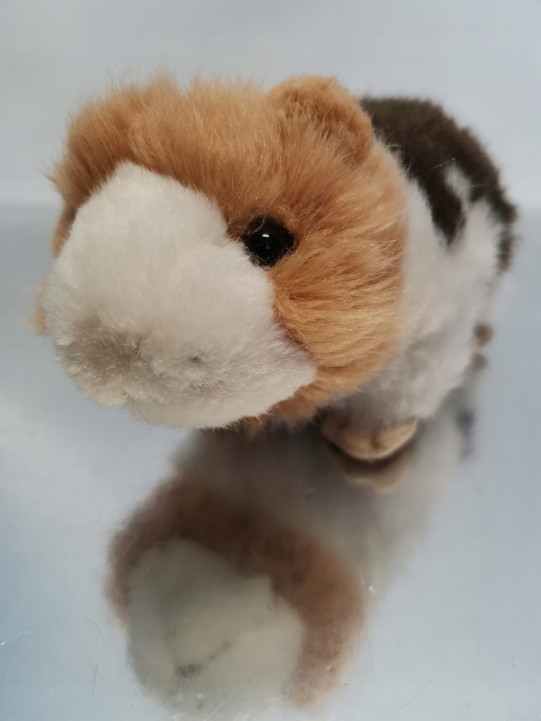 Świnka morska kawia domowa realistyczna maskotka - 12554593616 ...