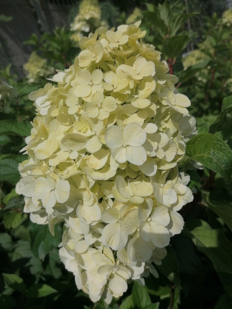 Hortensja bukietowa Silver Dollar C3 - 9440782609 - oficjalne archiwum ...