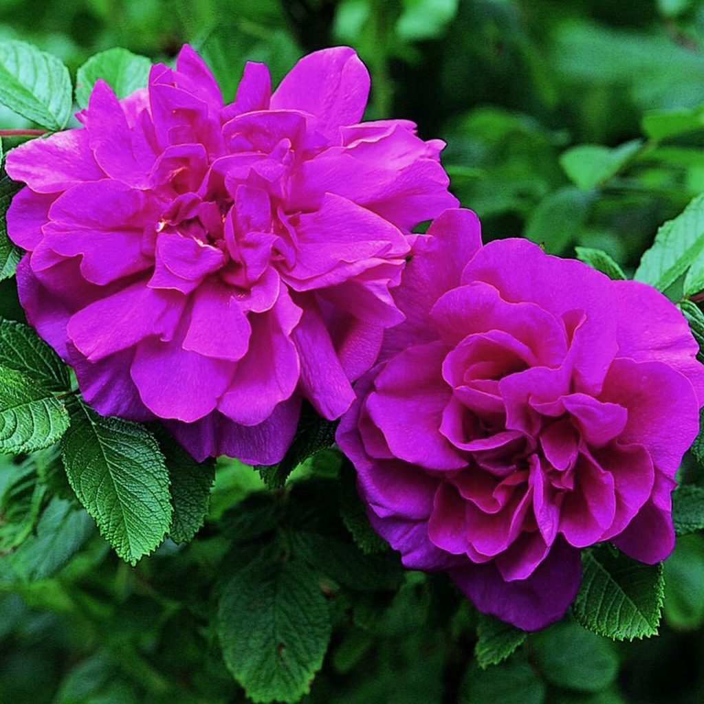 Róza Rosa rugosa HANSA niezniszczalna! KRZEW - 14228048593 - oficjalne ...