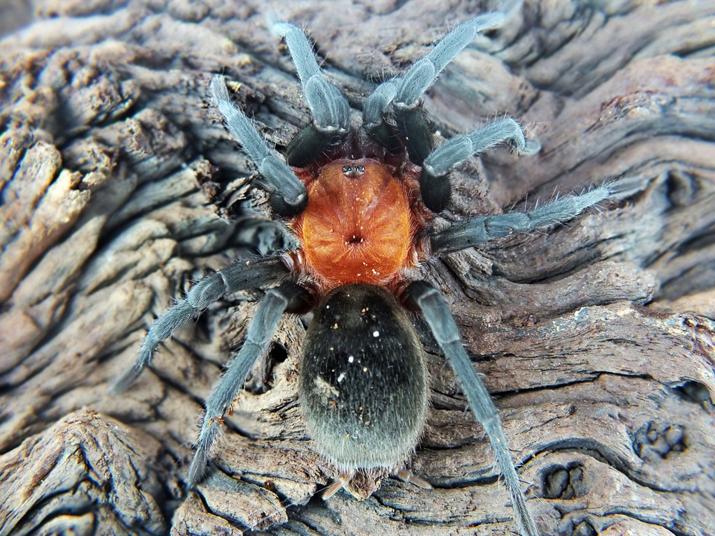 Bumba horrida (SpidersForge) - 13155335679 - oficjalne archiwum Allegro