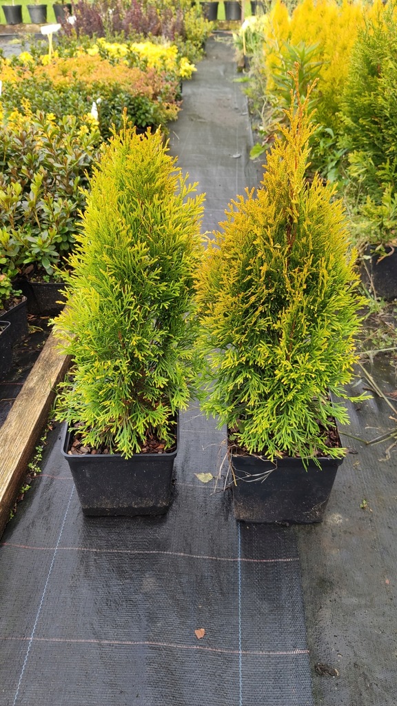 TUJA THUJA SZMARAGD GOLD JANED GOLD P-13 CZANIEC - 13458754906 ...