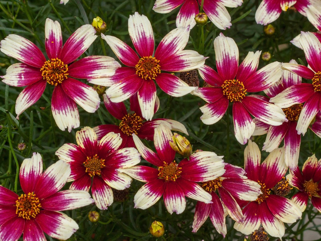 Nachyłek Coreopsis verticilata Sunstar Rose różowe kwiaty P9 ...