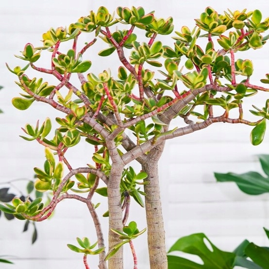 Crassula 'Sunset' BONSAI grubosz na pniu TĘCZOWY - 12388098890 ...