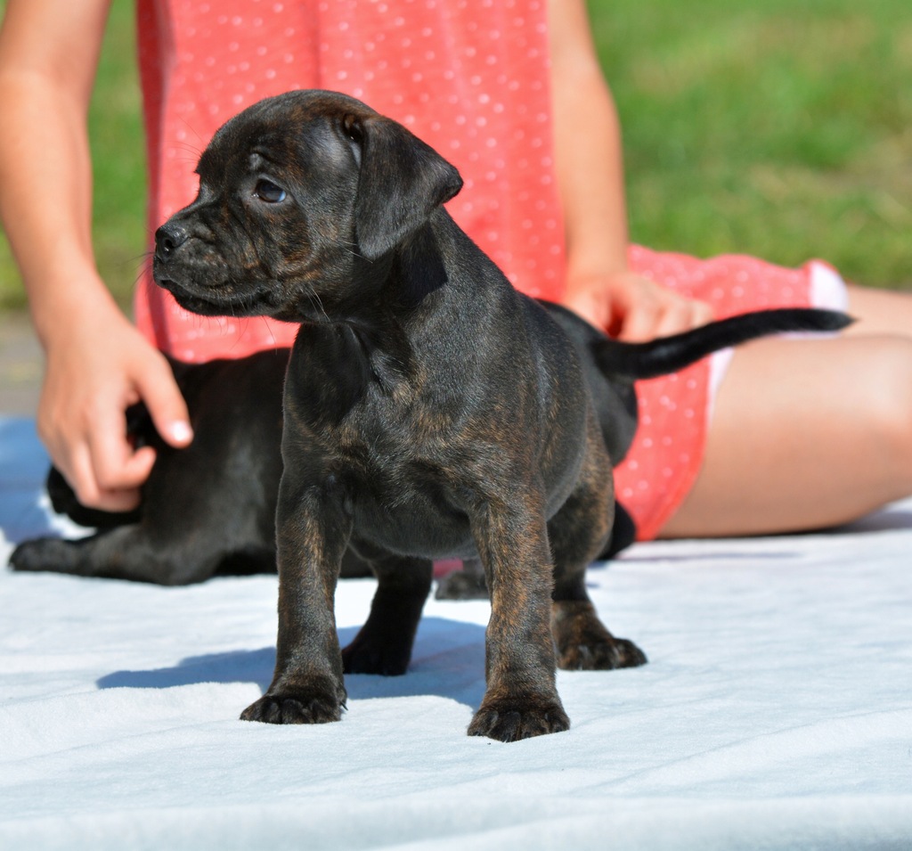 Staffordshire bull terrier, staffik, FCI/ZKWP - 8490441447 - oficjalne ...