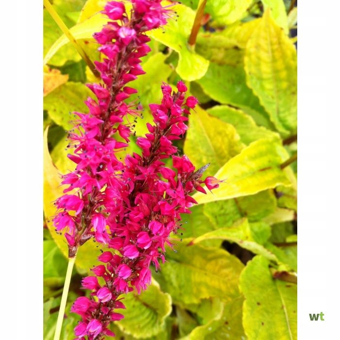 RDEST HIMALAJSKI GOLDEN ARROW - NASIONA. - 13336881023 - oficjalne ...