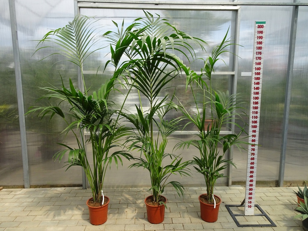 HOWEA FORSTERIANA KENTIA KENCJA PALMA DOMOWA PALMY - 8316094544 ...