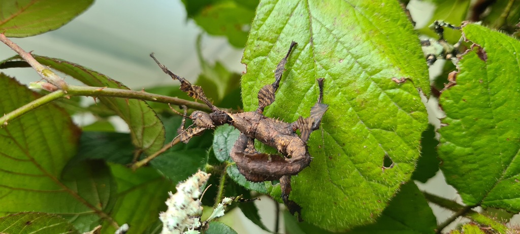 Straszyk Australijski Extatosoma tiaratum L4/L6 - 13676948291 ...