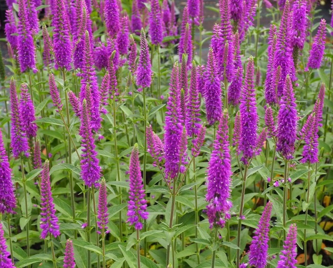 Przetacznik (Veronica longifolia) First Match - 13869960305 - oficjalne ...