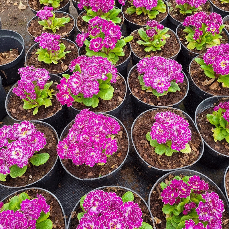 Pierwiosnek Belarina Candy Frost, Primula sadzonka - 12087905207 ...