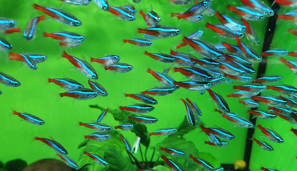 Neon innesa x 10 - 12047240512 - oficjalne archiwum Allegro