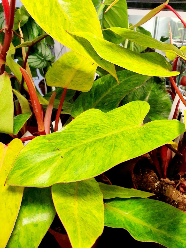Philodendron Filodendron Painted Lady Unikat XXL - 12017827800 ...