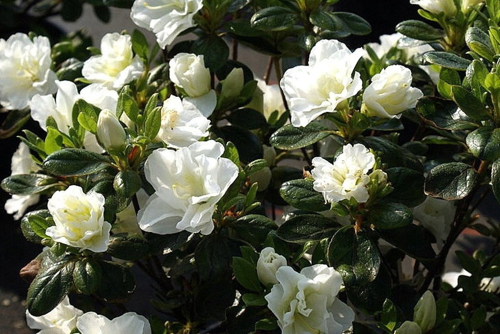 AZALIA JAPOŃSKA SCHNEEPERLE NISKA BIAŁE KWIATY C - 10946127022 ...