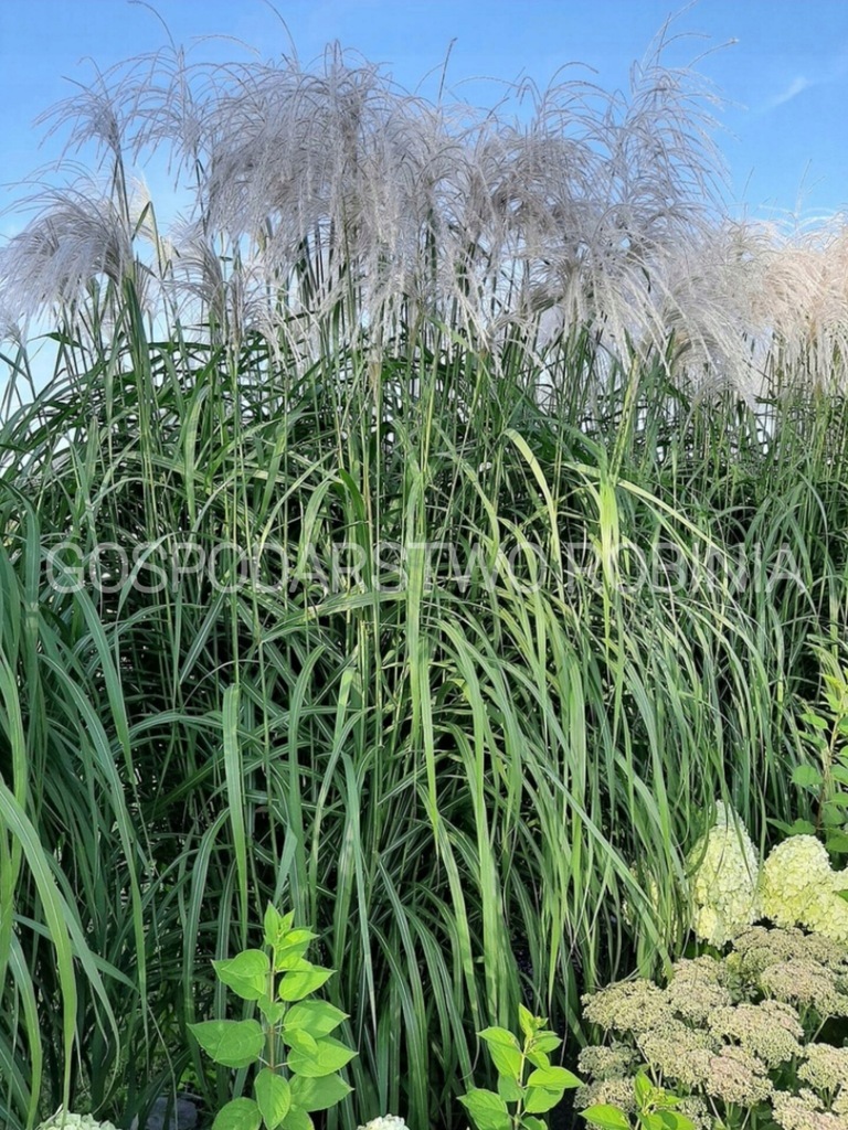 MISKANT CHIŃSKI MEMORY trawa ozdobna 2L - 13203246590 - oficjalne ...