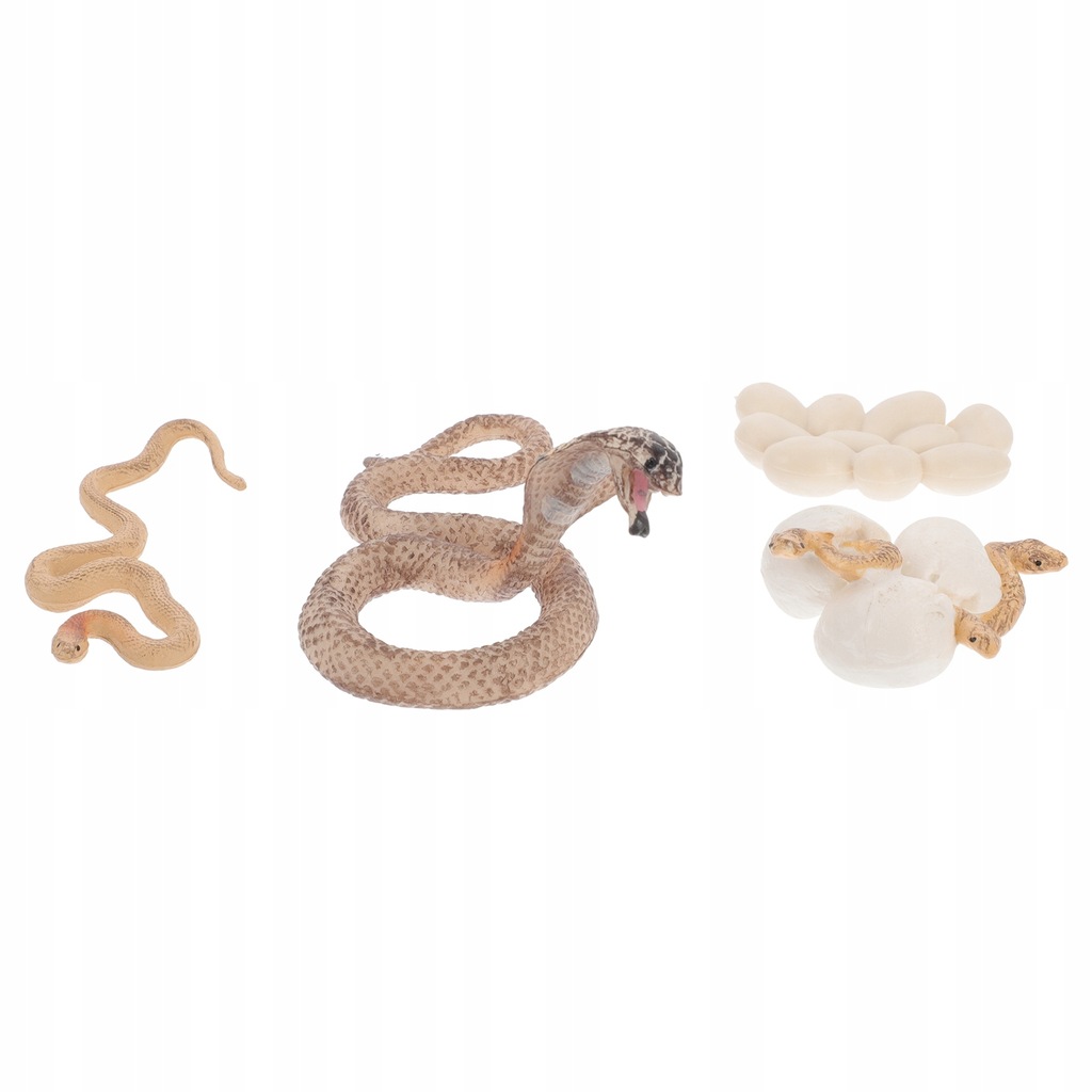 Snake Life Cycle Stages Snake Life Cycle Figurine - 13390143209 ...