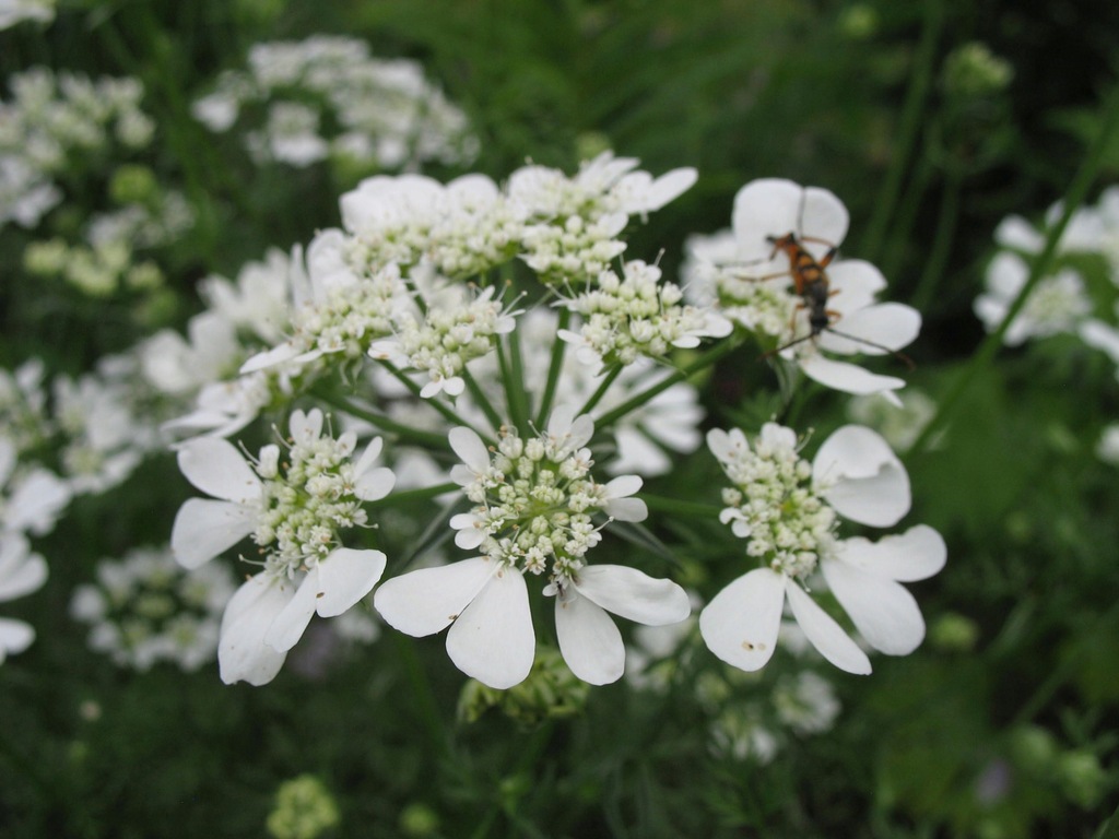 Orlaja wielkokwiatowa - Orlaya grandiflora - 12686413530 - oficjalne ...