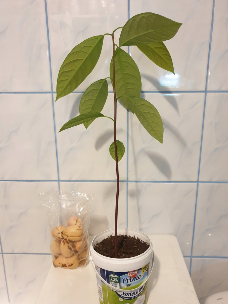 Awokado sadzonka, drzewko na prezent - 11621418611 - oficjalne archiwum ...