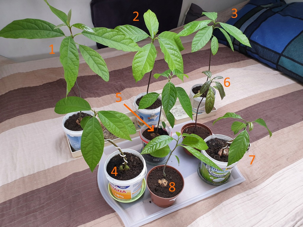 Awokado sadzonka, drzewko na prezent,żywe Bonsai 7 - 12049060824 ...