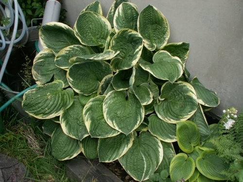 HOSTA FUNKIA GRAND MASTER OGROMNE LIŚCIE - 12157897743 - oficjalne ...