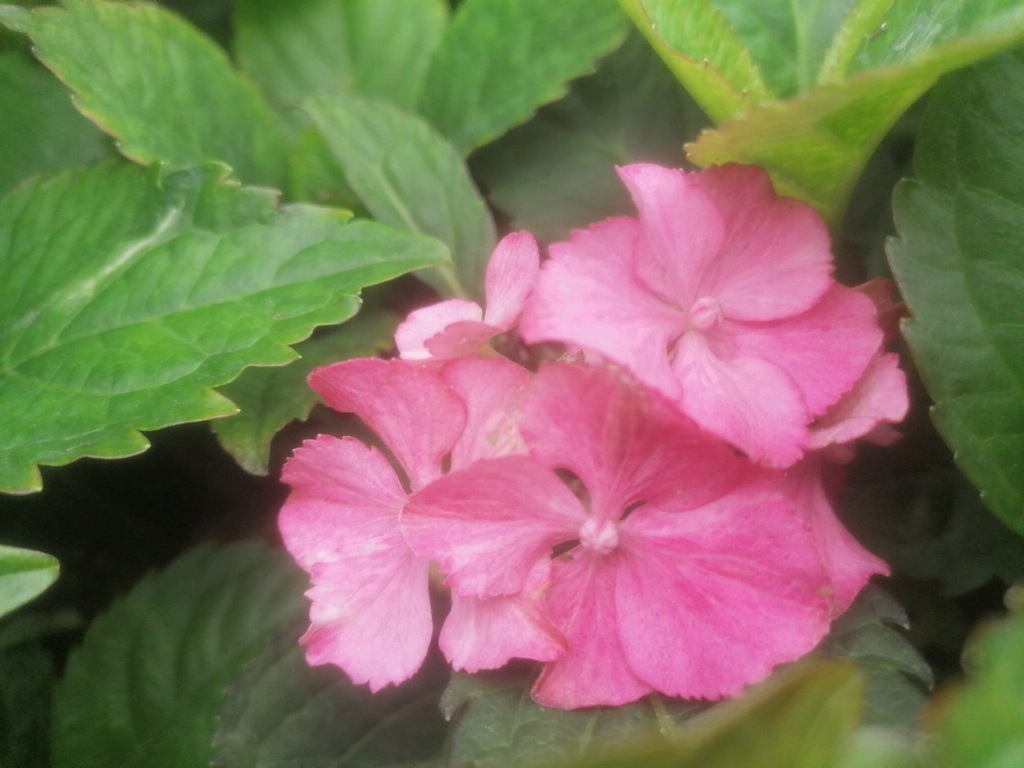 Hortensja ogrodowa Hydrangea Baladia Purple - 12354558878 - oficjalne archiwum Allegro