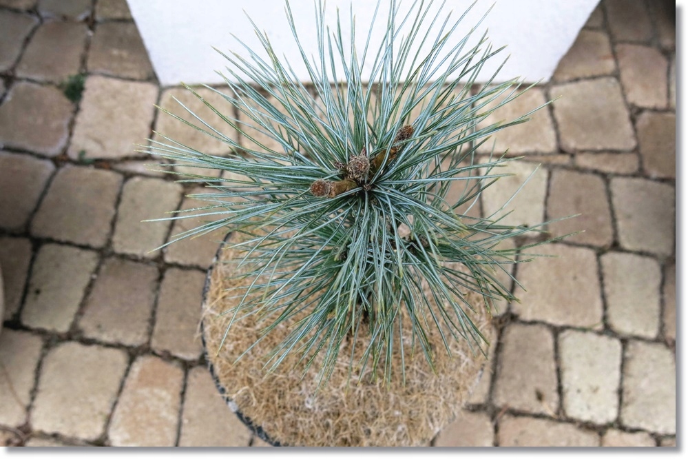 Pinus peuce 'Pacific Blue' - Unikat !!! - 12800826999 - oficjalne ...