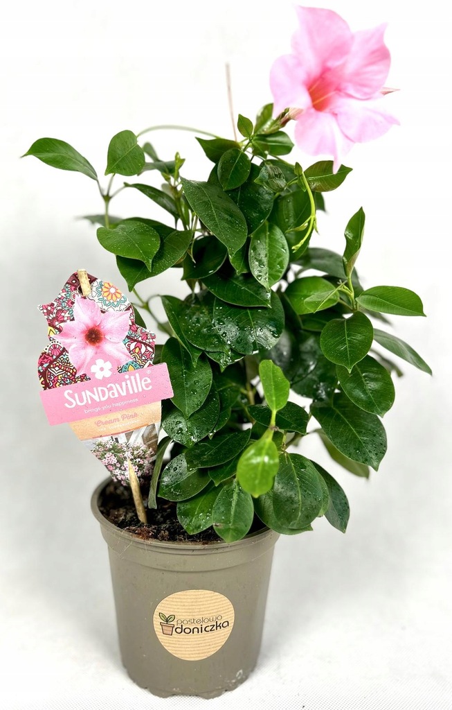 Wyjątkowa Sundavilla, Sundaville Cream Pink Mandevilla (Dipladenia) don ...