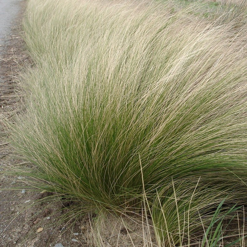 Trawa ostnica włosowata, Stipa capillata - 11676107278 - oficjalne ...