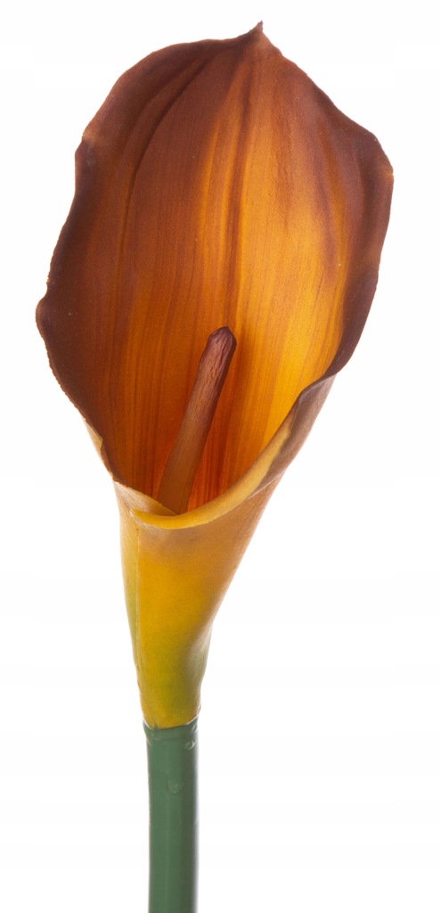 KALIA GUMOWA BRĄZOWA BROWN 70 CM - 13052803403 - oficjalne archiwum Allegro