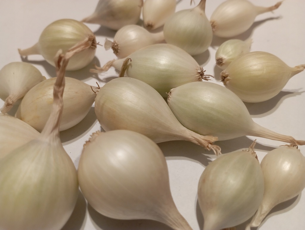 Cebula DYMKA Snowball Biała 200g Sadzonki - 11922978684 - oficjalne ...